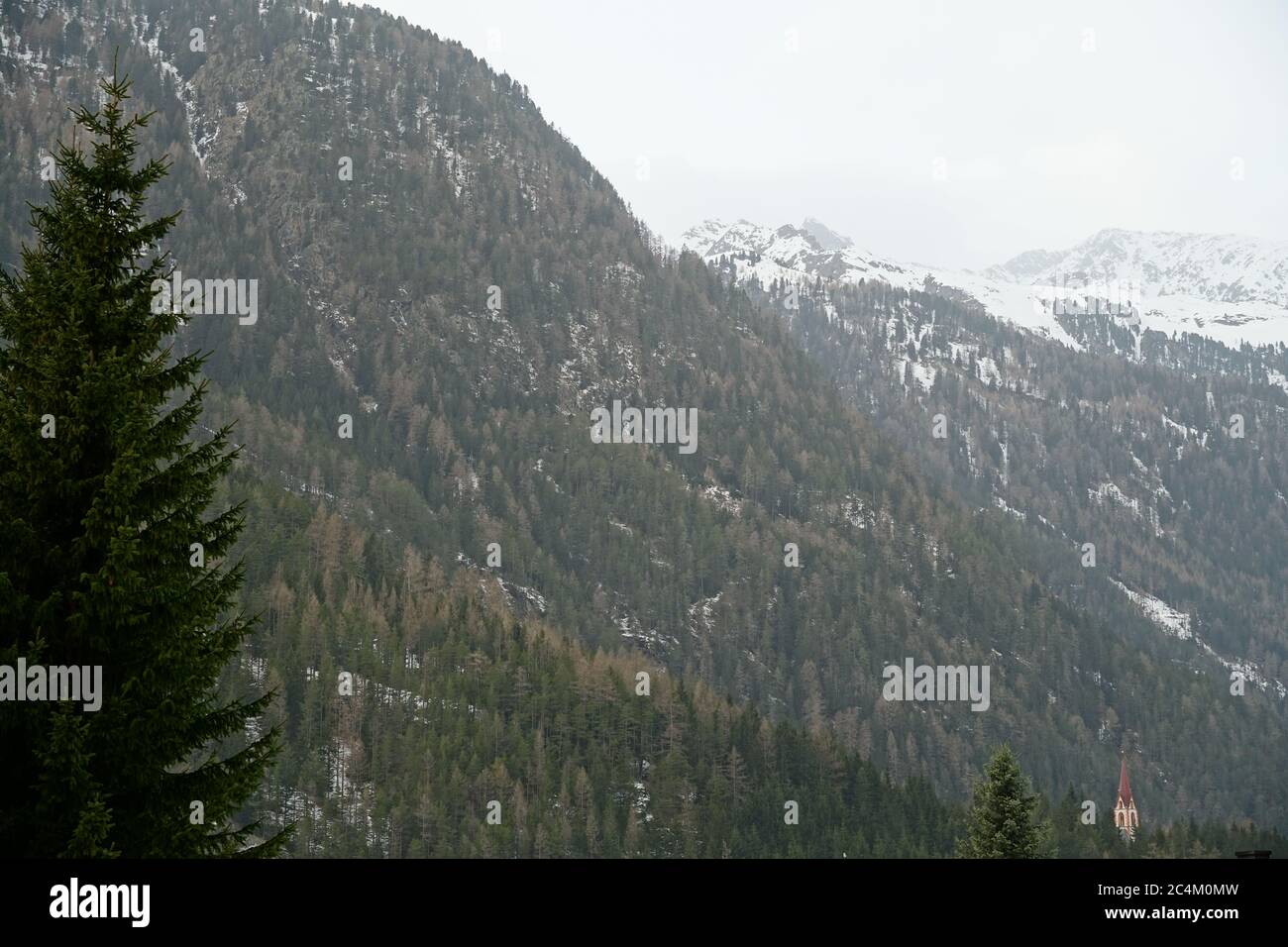 foregrounded fir with a scenic mountain range Stock Photo - Alamy