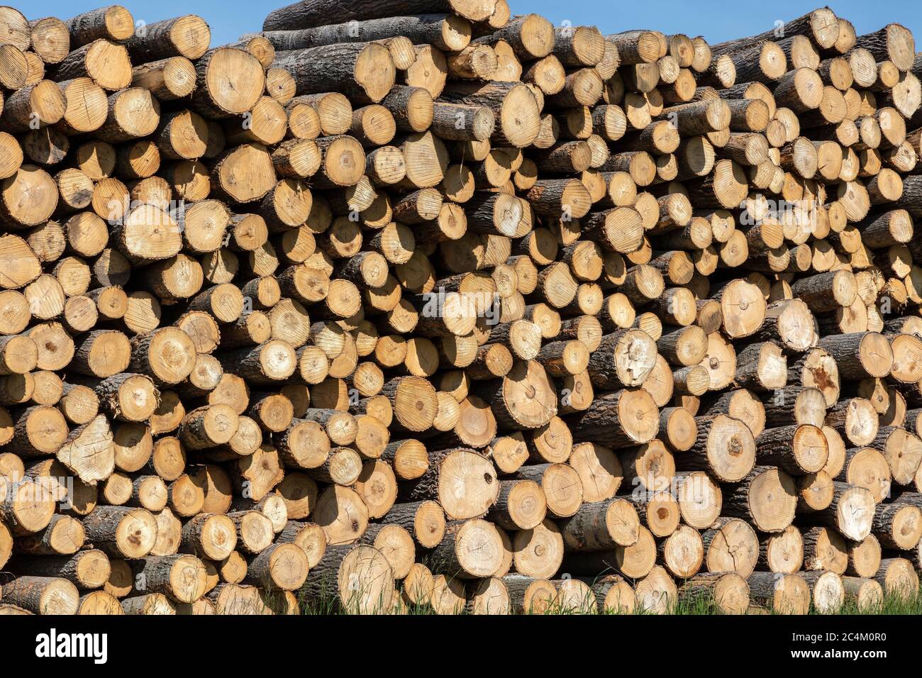 Stacked cut logs, Sawmill operation, E USA, by James D Coppinger ...