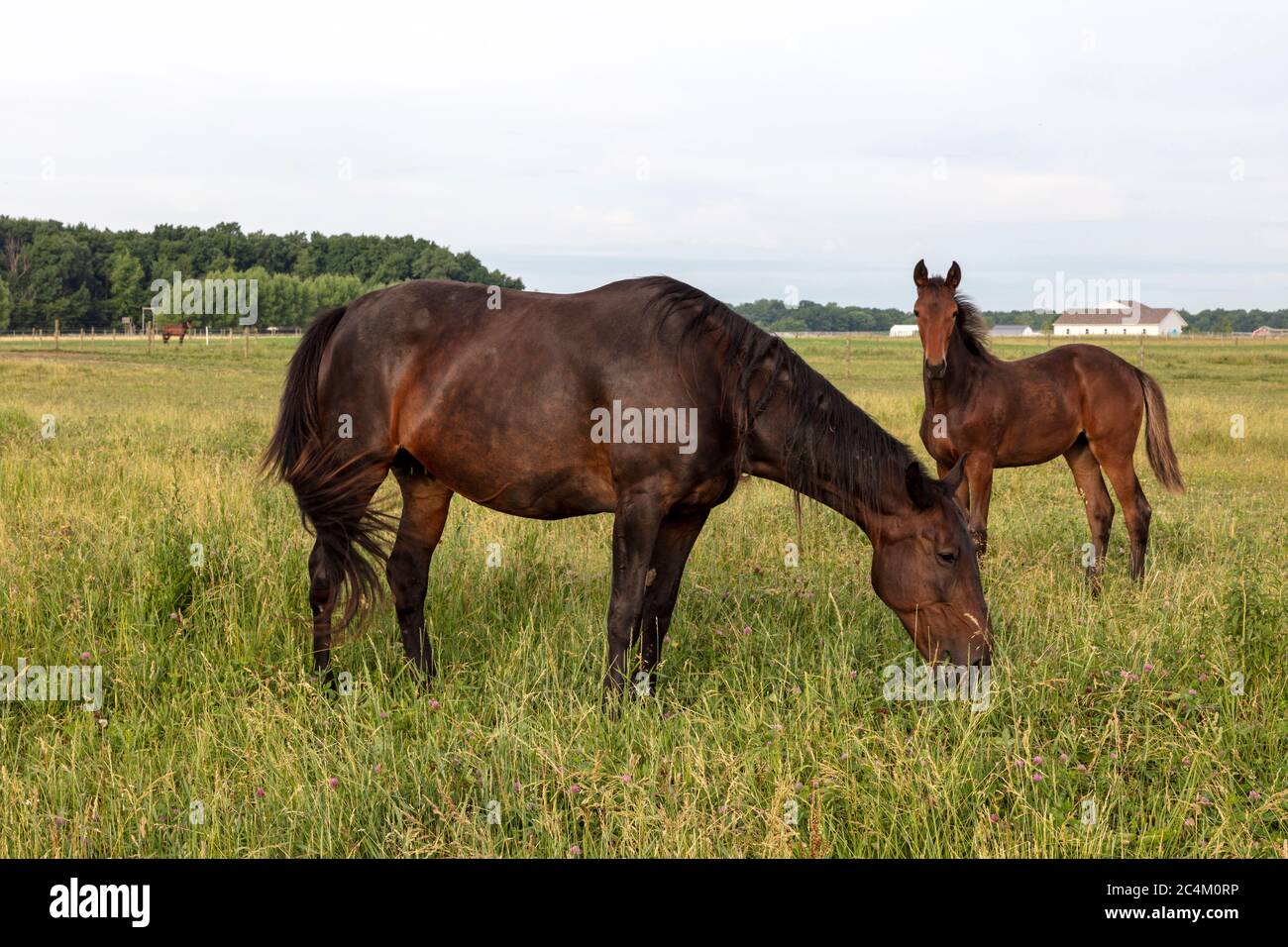 Mare and colt, pasturing, Amish farm, N. Indiana, USA, by James D ...