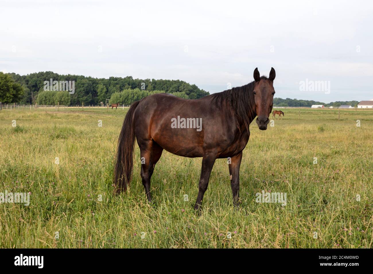 Amish farming country hi-res stock photography and images - Alamy