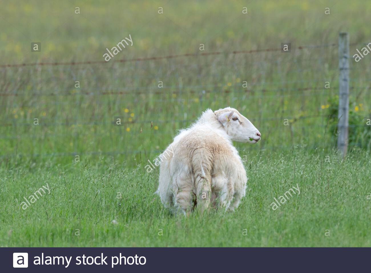 Hair Of Sheep High Resolution Stock Photography and Images - Alamy