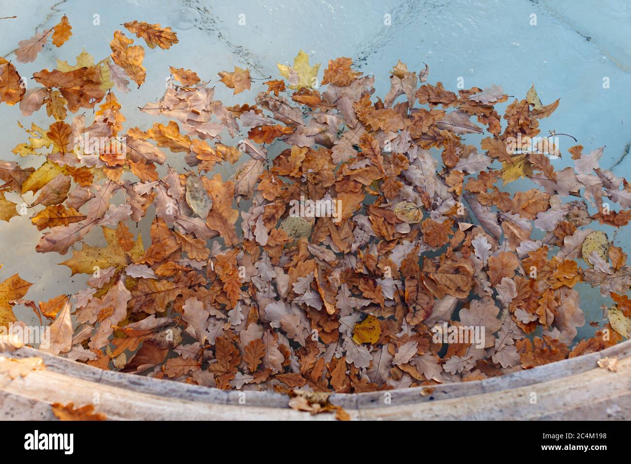 Fallen different colourful leaves floating in swimming pool water ...