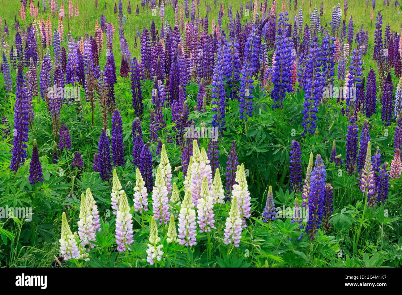 Washington state wildflowers hi-res stock photography and images - Alamy