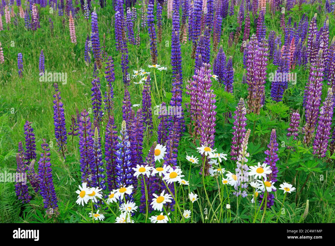 Washington state wildflowers hi-res stock photography and images - Alamy
