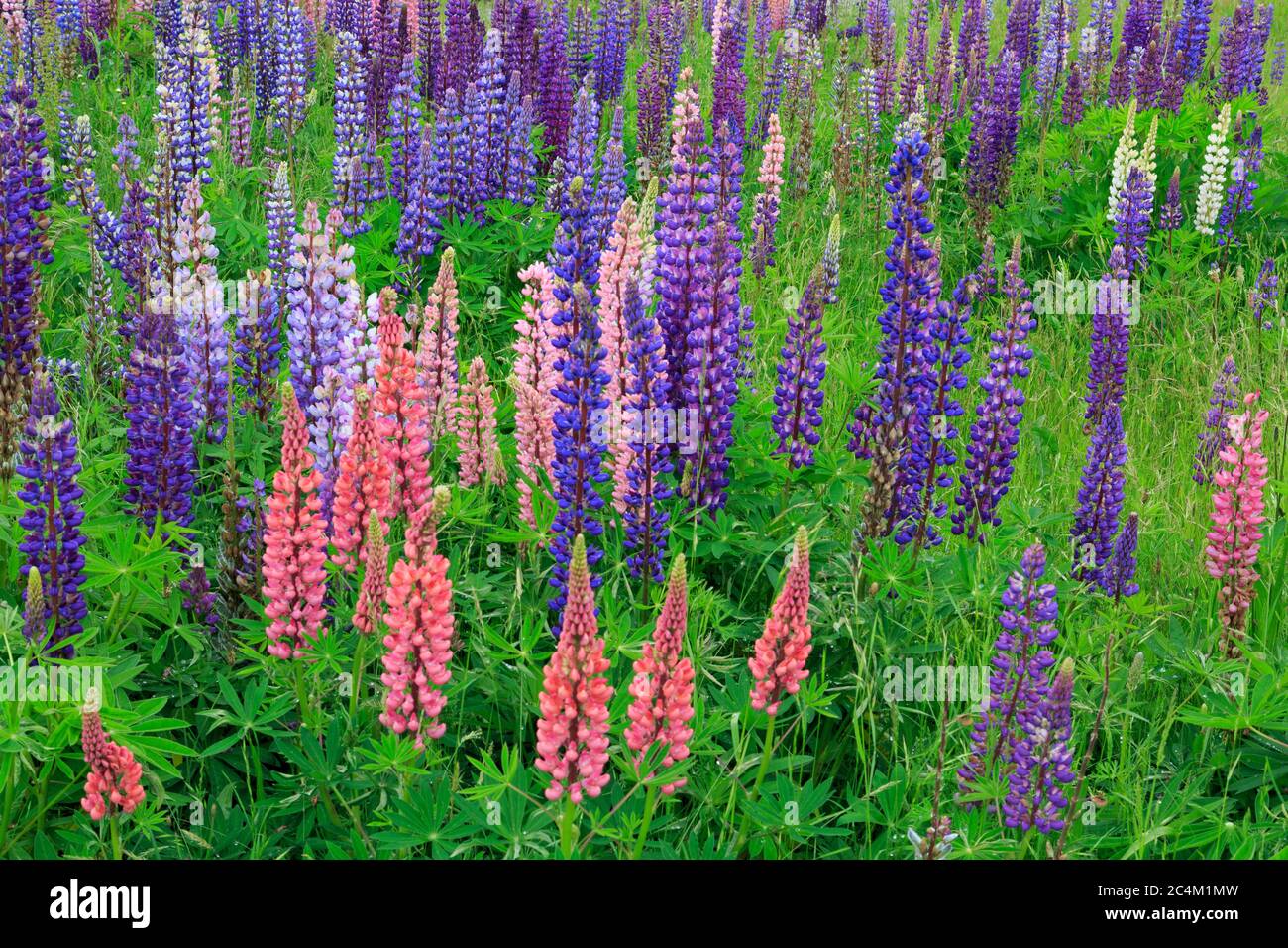 Washington state wildflowers hi-res stock photography and images - Alamy