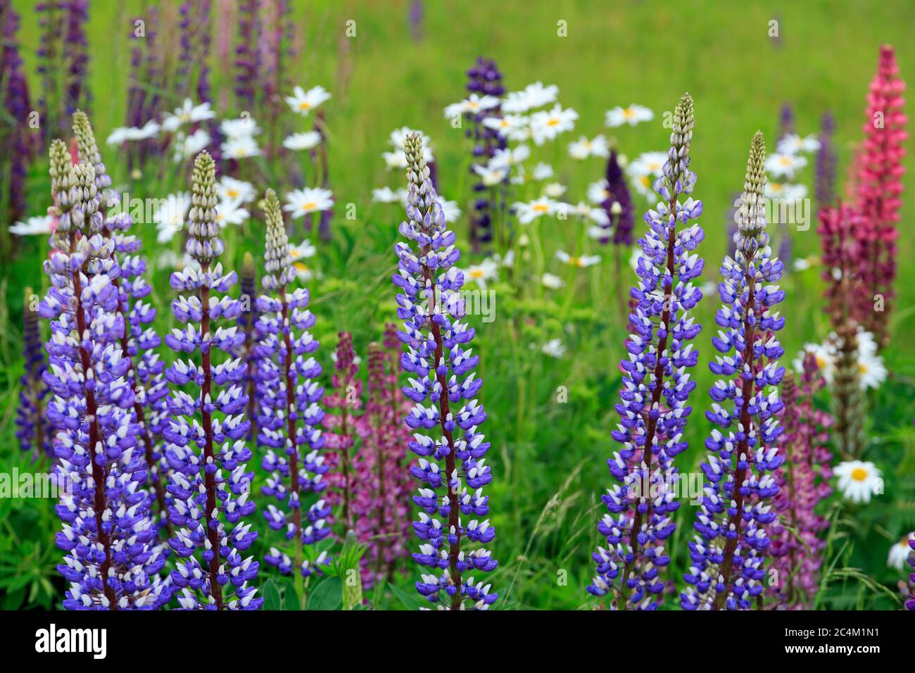 Washington state wildflowers hi-res stock photography and images - Alamy
