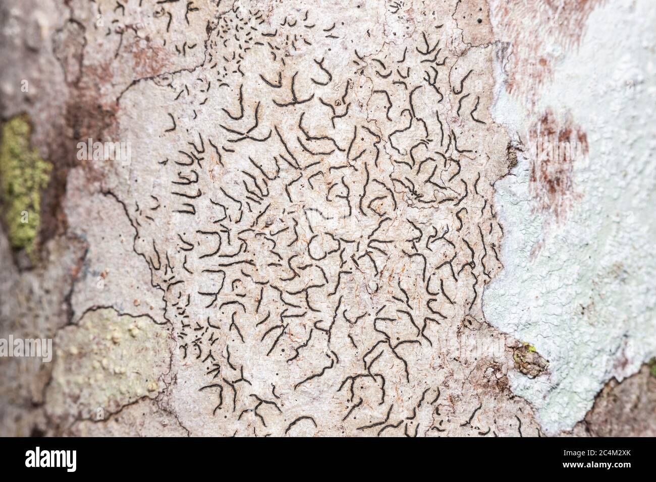 Common Script Lichen (Graphis scripta Stock Photo - Alamy
