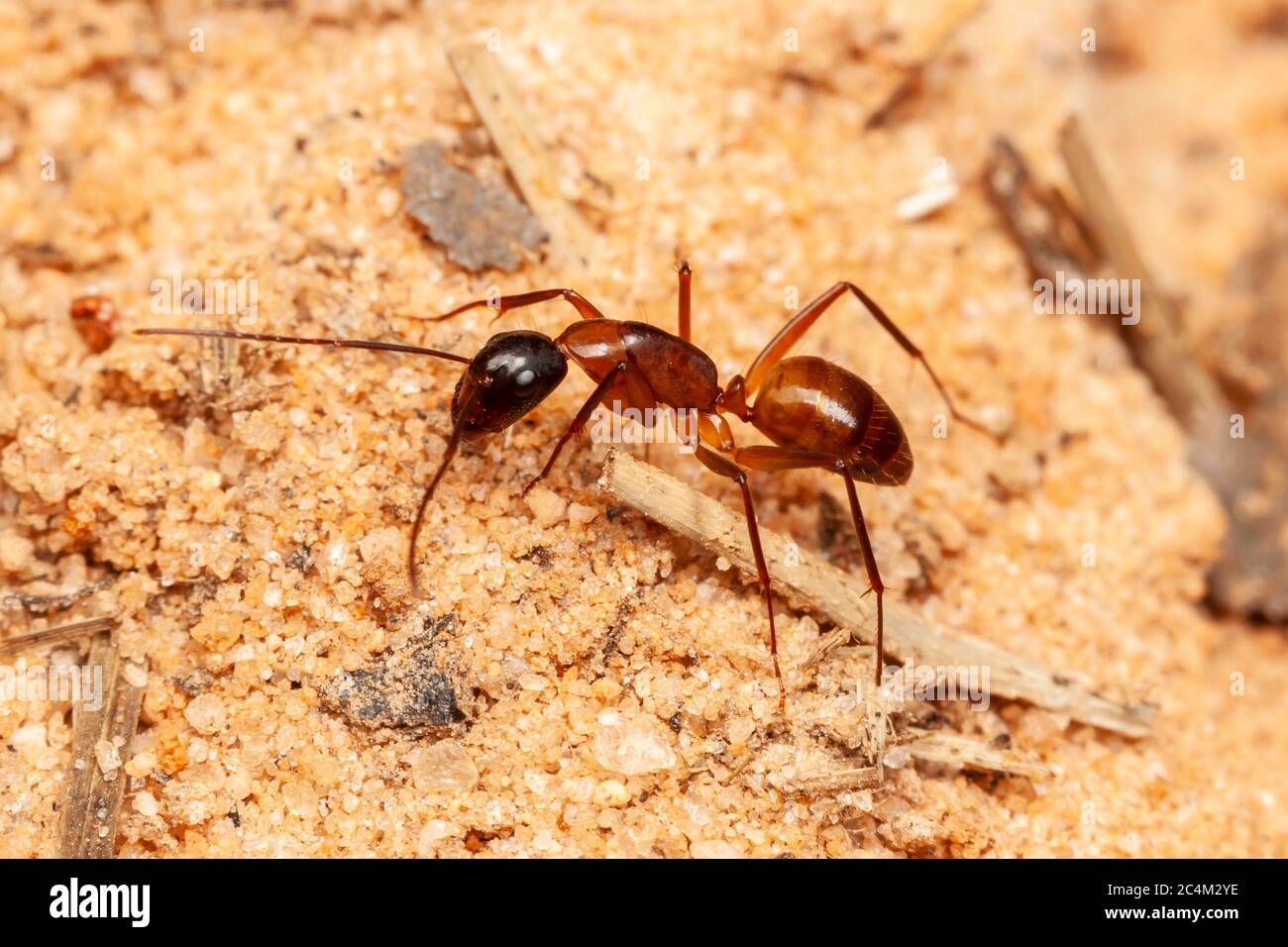 Camponotus americanus hi-res stock photography and images - Alamy