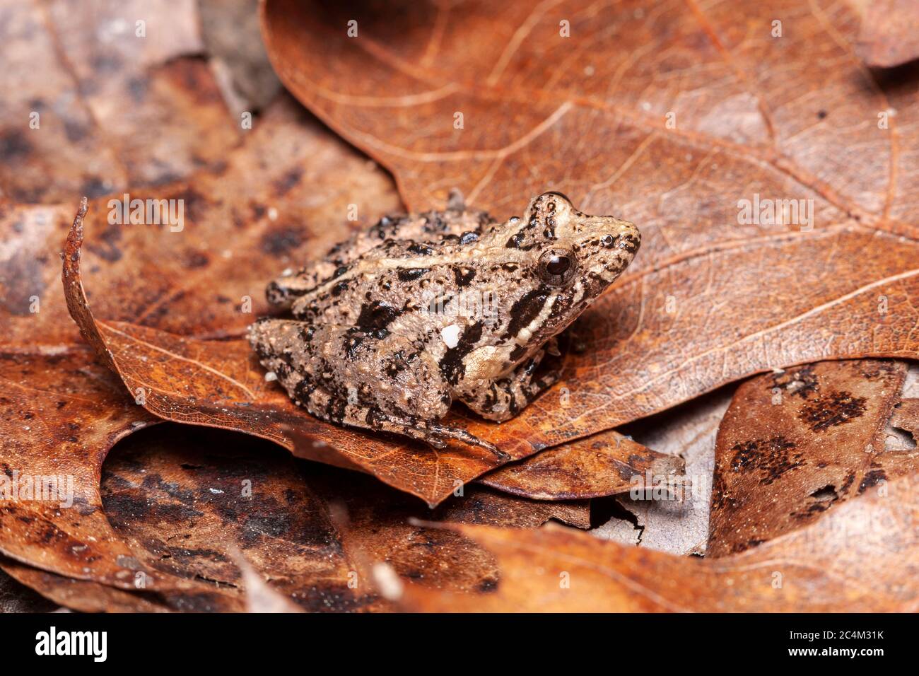 Crepitans High Resolution Stock Photography and Images - Alamy