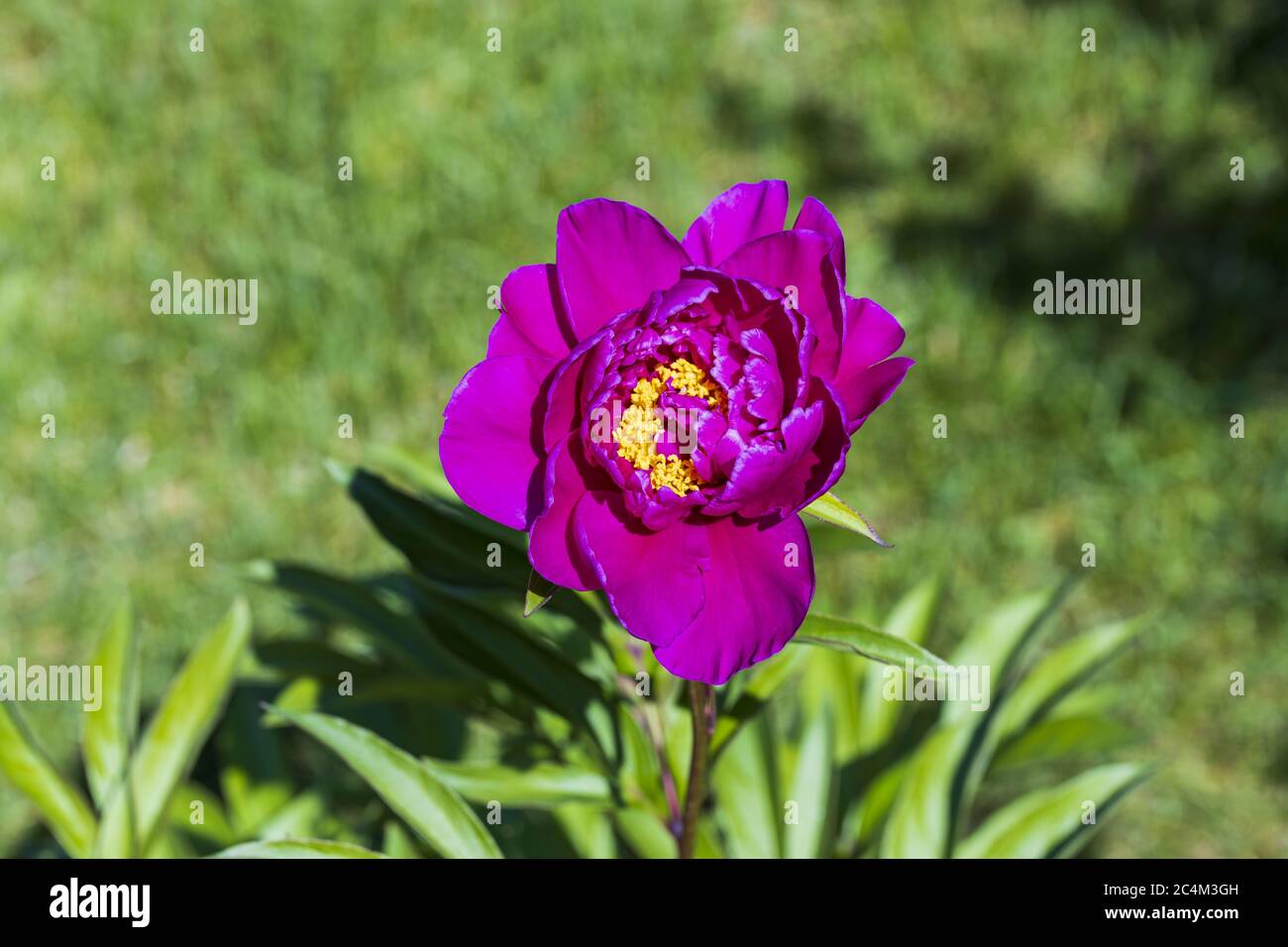 Gorgeous macro view of pink peony flower isolated on green background ...