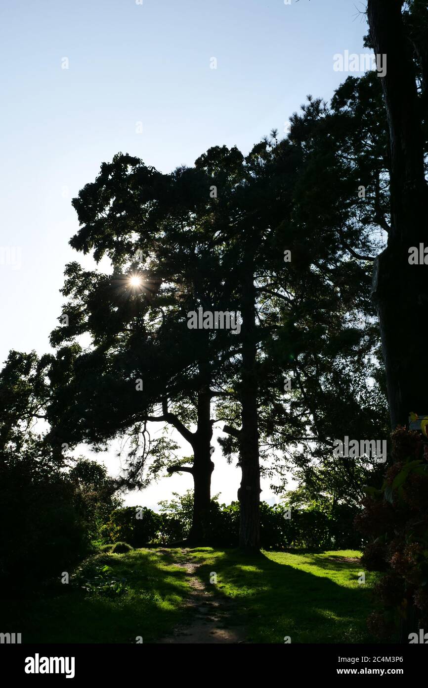 A group of people standing next to a treeundefined Stock Photo - Alamy