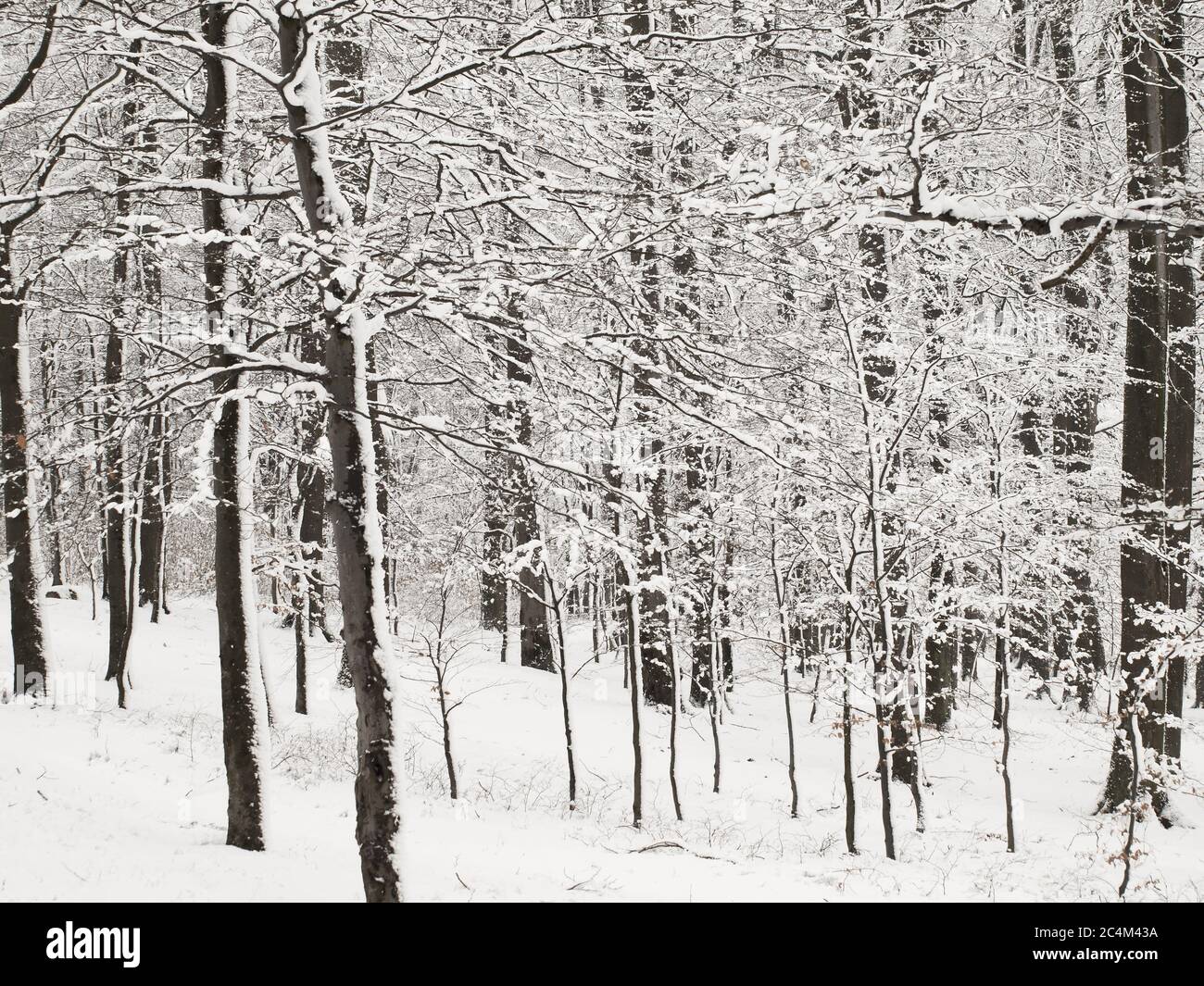 winter in forest Stock Photo - Alamy