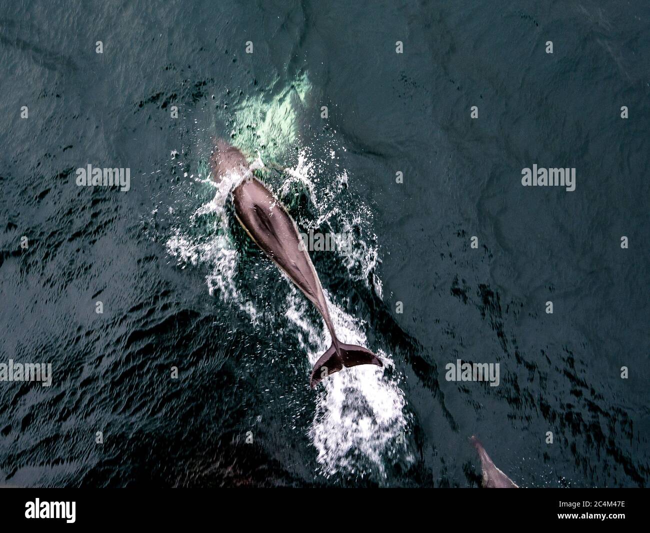 Dolphin sea overhead hi-res stock photography and images - Alamy