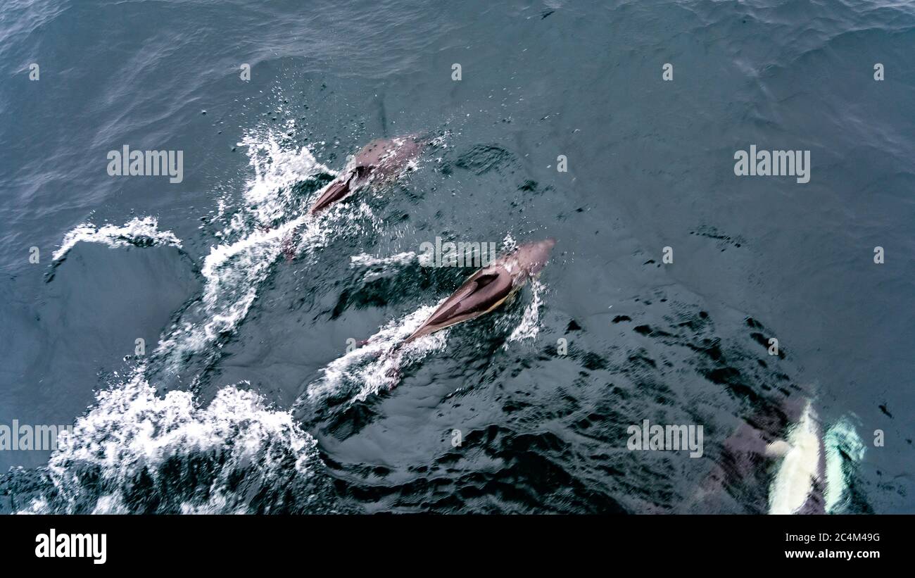 Overhead shot of dolphins swimming in the sea - perfect for background ...