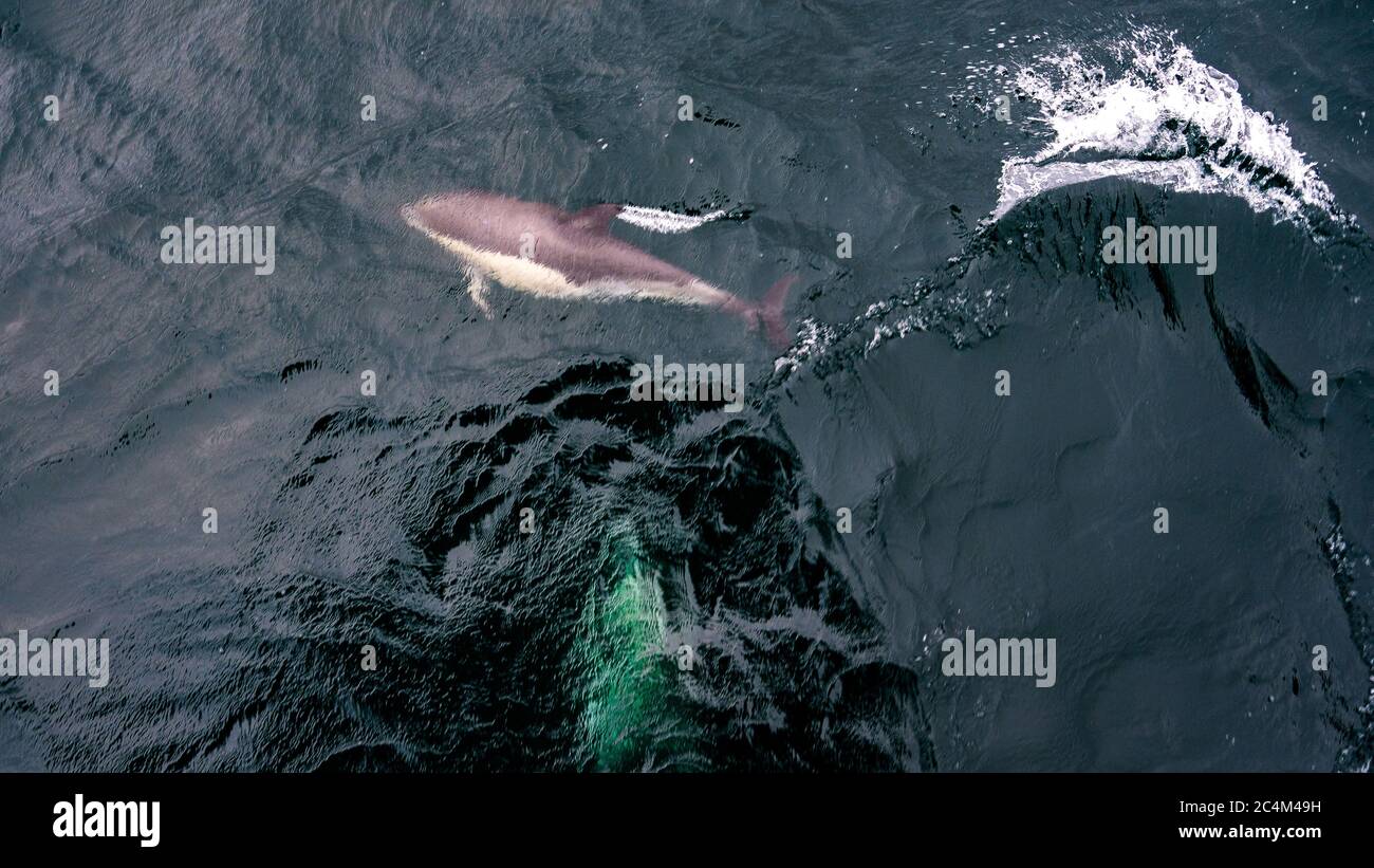 Dolphin sea overhead hi-res stock photography and images - Alamy