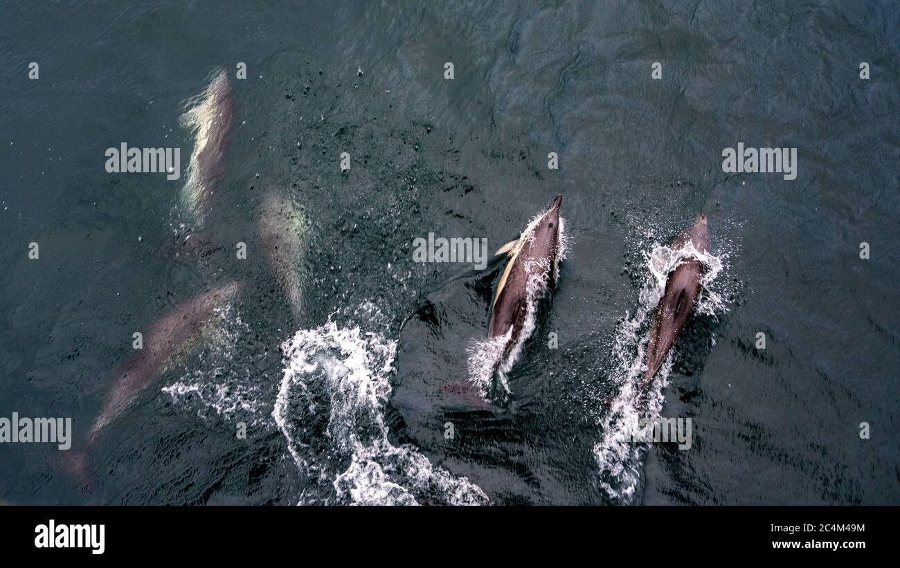Overhead shot of dolphins swimming in the sea - perfect for background ...