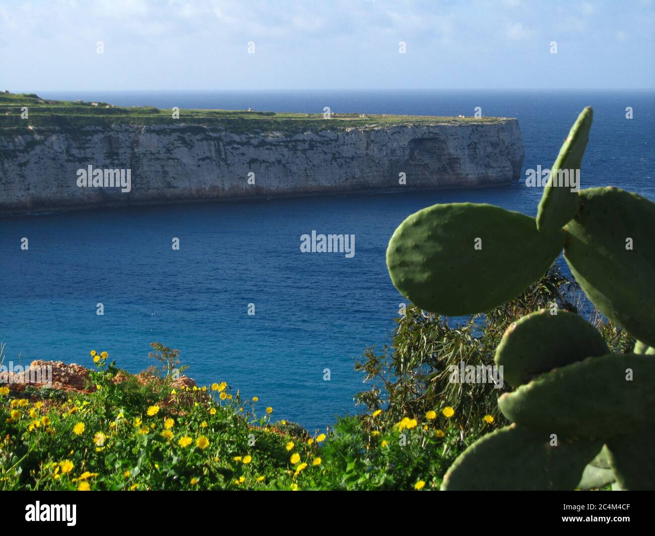 FOMM IR-RIH, RABAT, MALTA - Feb 09, 2014: Opuntia prickly pear cactus ...