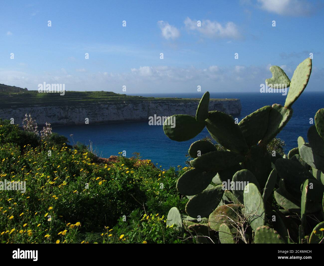 FOMM IR-RIH, RABAT, MALTA - Feb 09, 2014: Opuntia prickly pear cactus ...