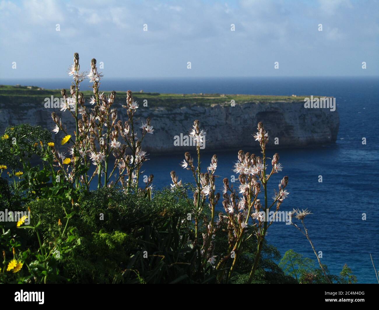 FOMM IR-RIH, RABAT, MALTA - Feb 09, 2014: Branched Asphodel shrub in ...