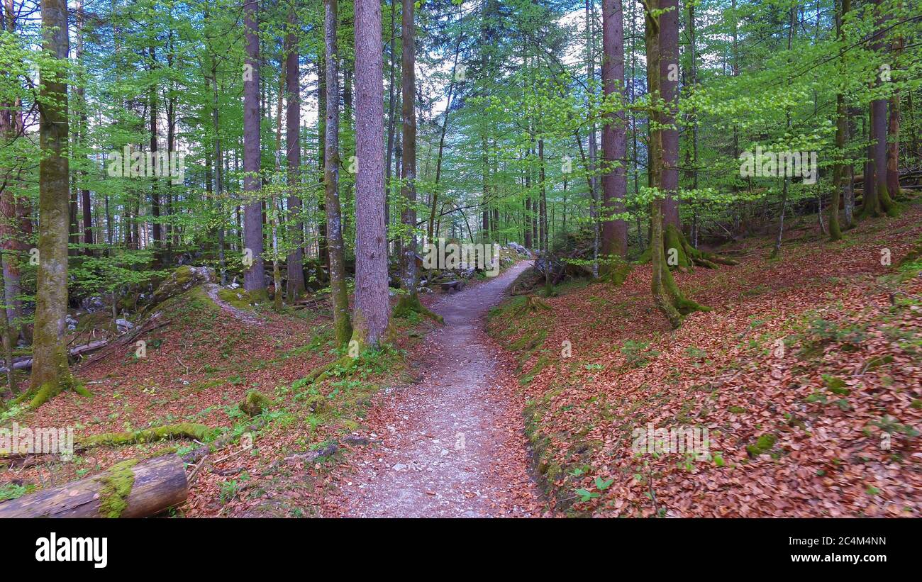 Beautiful shot of a narrow pathway surrounded by trees in the forest ...