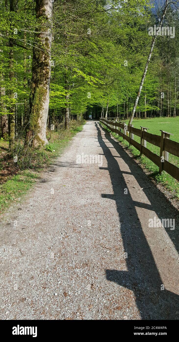 Vertical beautiful shot of a narrow pathway surrounded by trees in the ...
