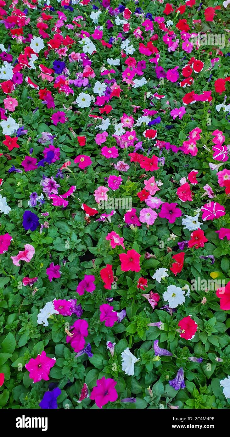 Vertical overhead shot of blooming pink purple and white flowers Stock ...