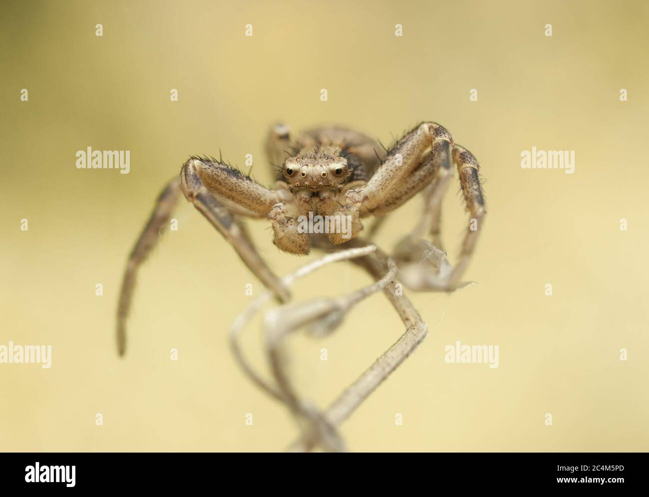 Spider beetles hi-res stock photography and images - Alamy