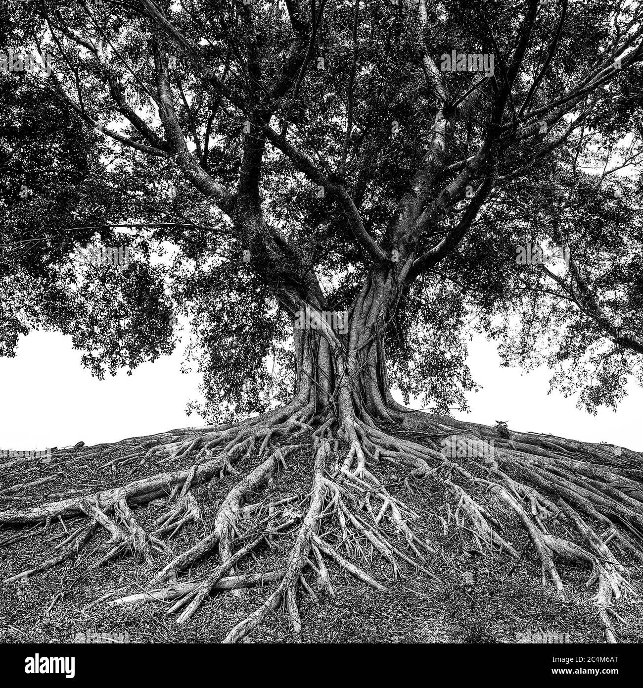 Grayscale shot of aged tree roots captured in the forest Stock Photo ...