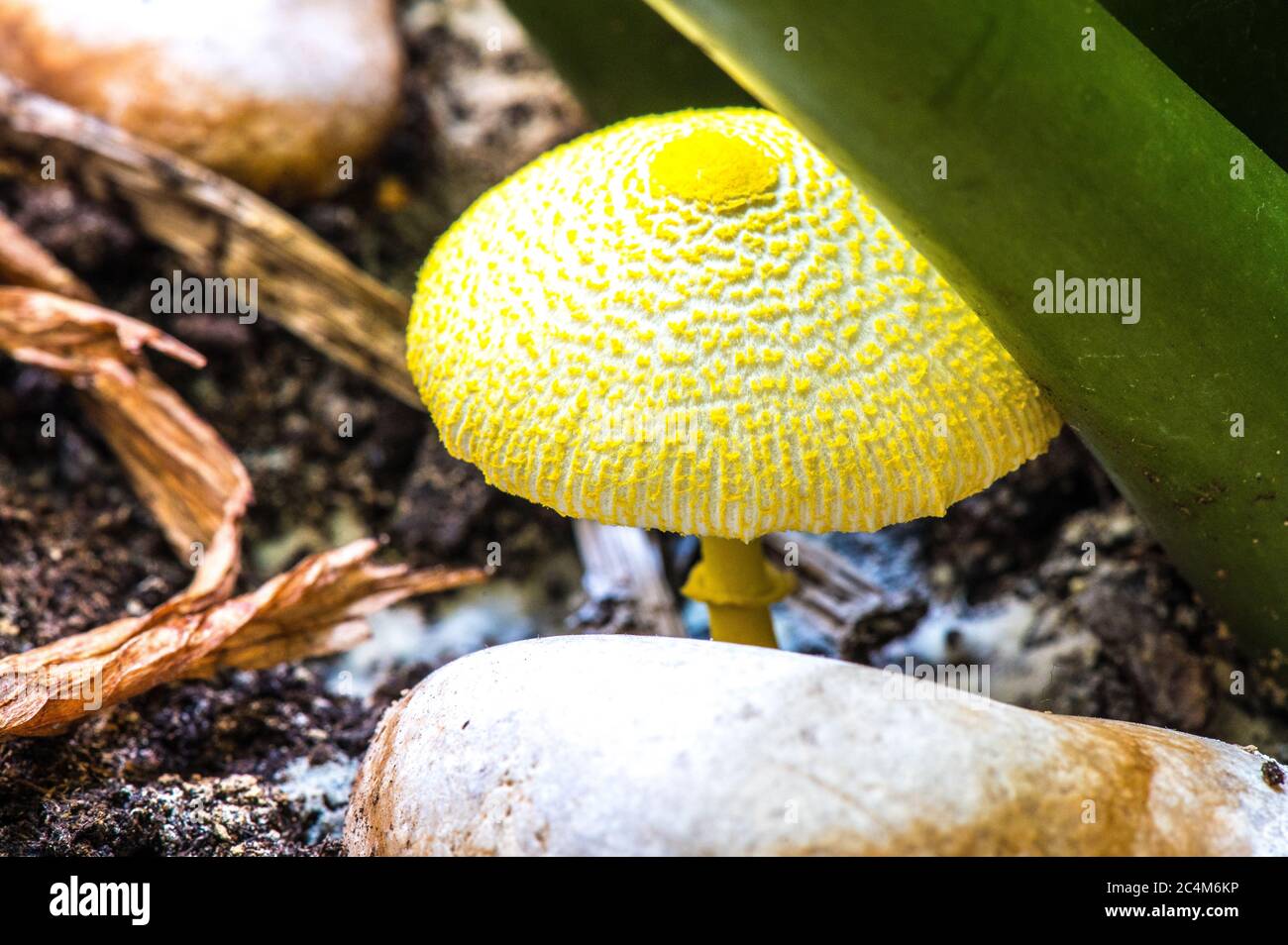 Little mushroom with yellow cap grown among a plant - perfect for ...