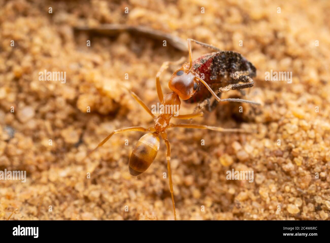 Pyramid Ant (Dorymyrmex flavus Stock Photo - Alamy