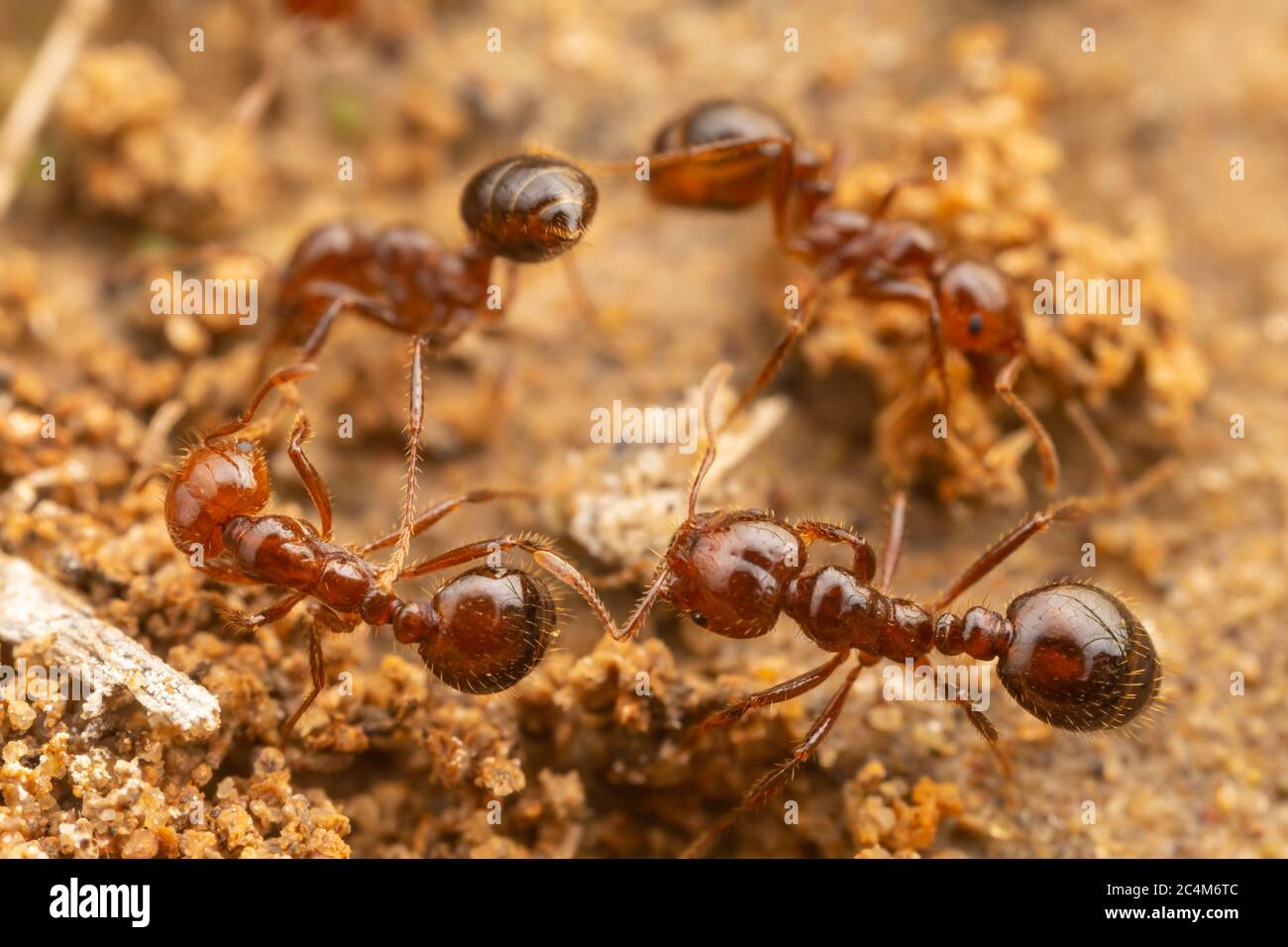Fire Ants High Resolution Stock Photography and Images - Alamy
