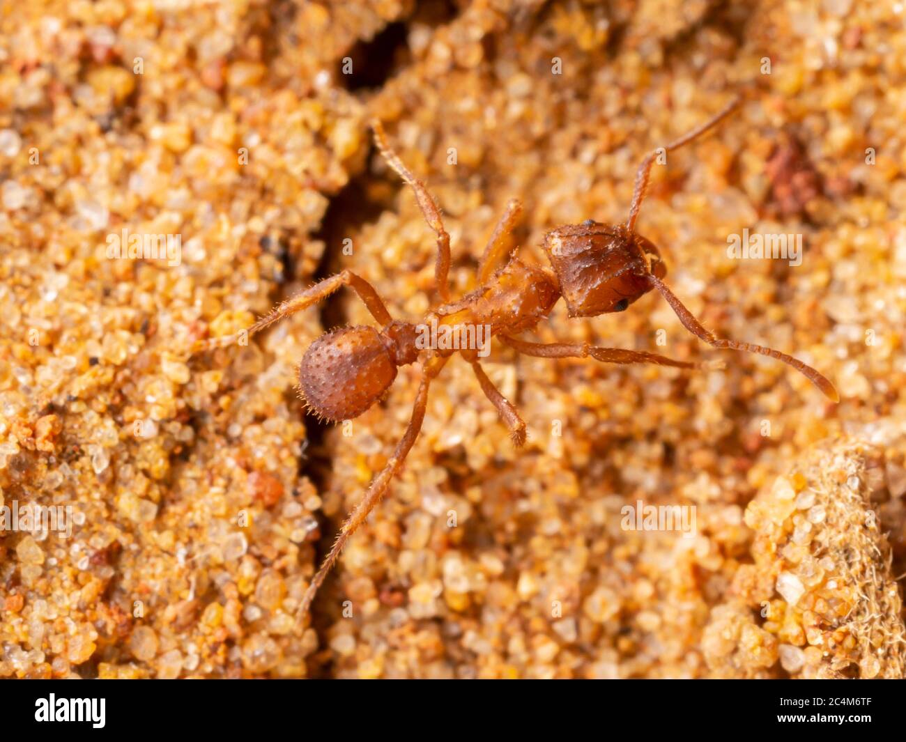 Northern Fungus Farming Ant (Trachymyrmex septentrionalis Stock Photo ...