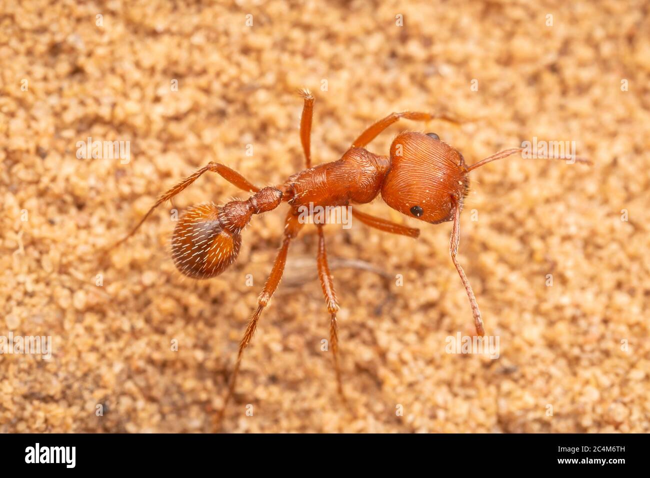 Comanche Harvester Ant (Pogonomyrmex comanche Stock Photo - Alamy
