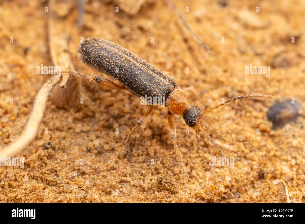 False Darkling Beetle (Osphya varians Stock Photo - Alamy