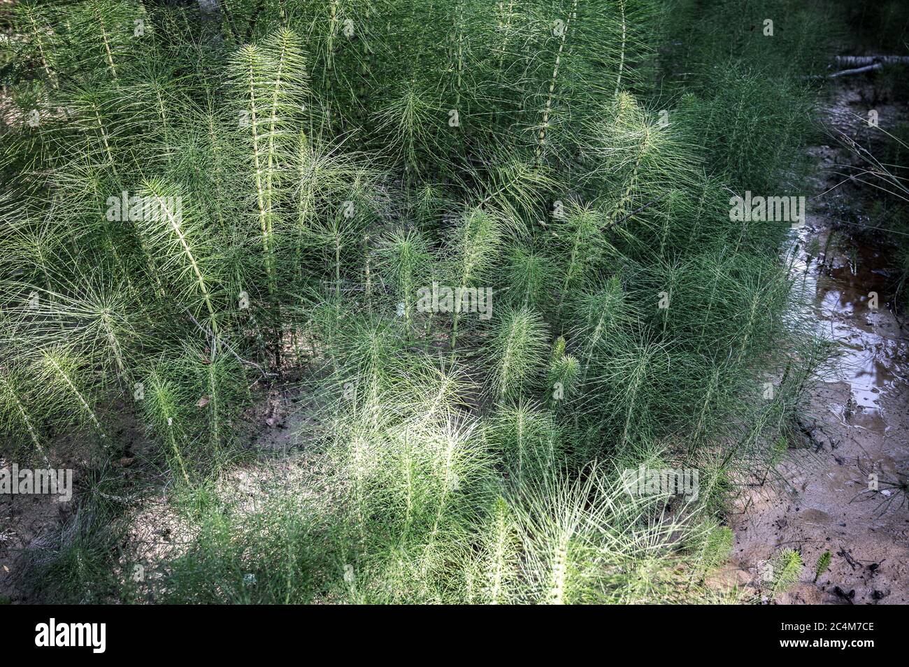 Landscape of thin palm trees in the forest - perfect for background ...