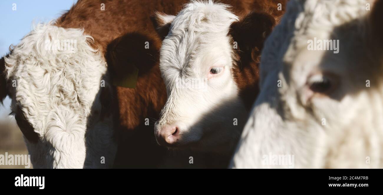 Panoramic shot adorable calf hi-res stock photography and images - Alamy