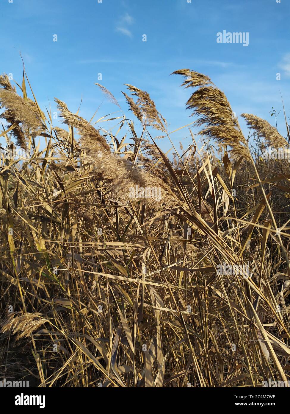 View of Calamagrostis epigeous plant waving in autumnal sunlight Stock ...