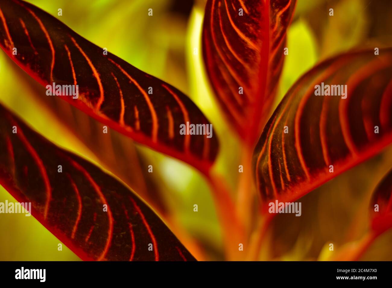 Colorful Croton Plant or Long Leaf Croton Hybrid, Tropical Tree. or ...