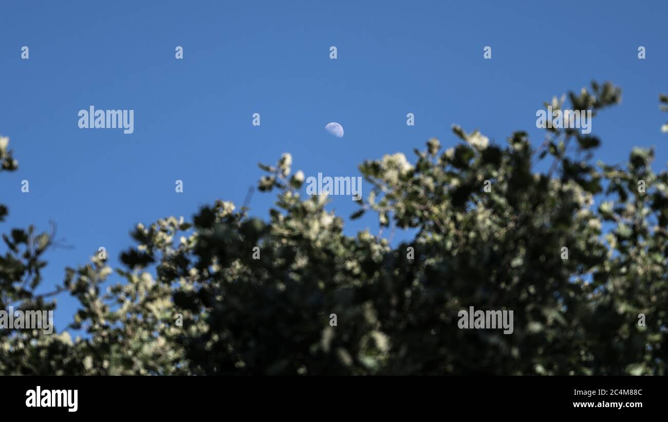 Tree branches and the half moon barely seen in the sky - perfect for ...
