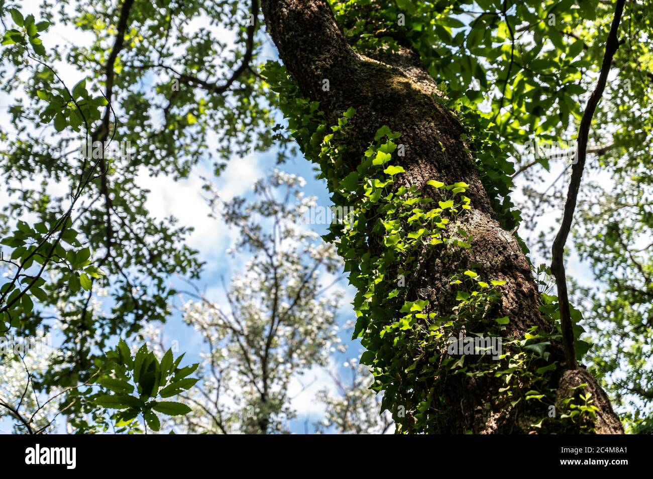 Thick tree trunk and some thin branches on it - perfect for background ...