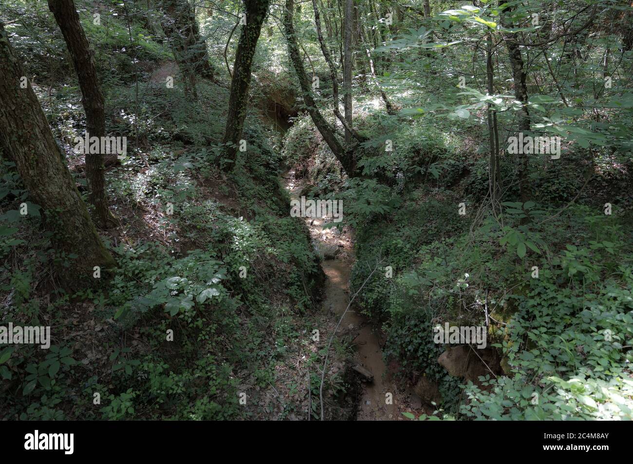 Narrow and rough pathway in the forest surrounded with dense trees ...