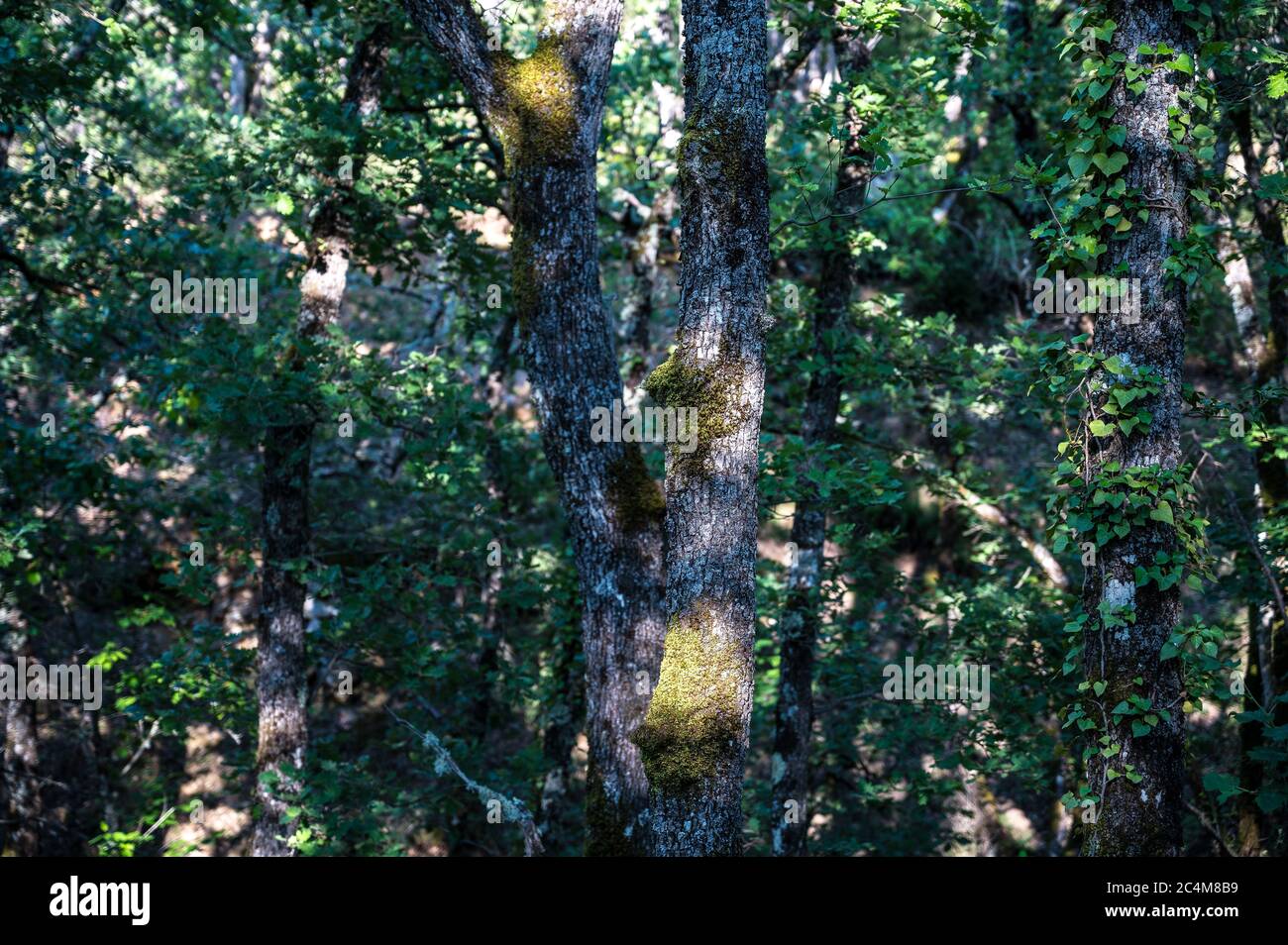 Trees with wide trunks and dense branches - perfect for background ...