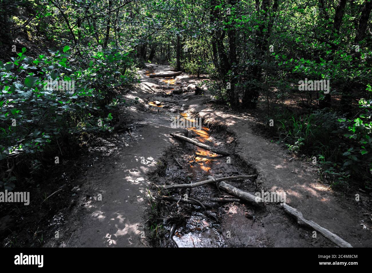 Narrow and rough pathway in the forest surrounded with dense trees ...