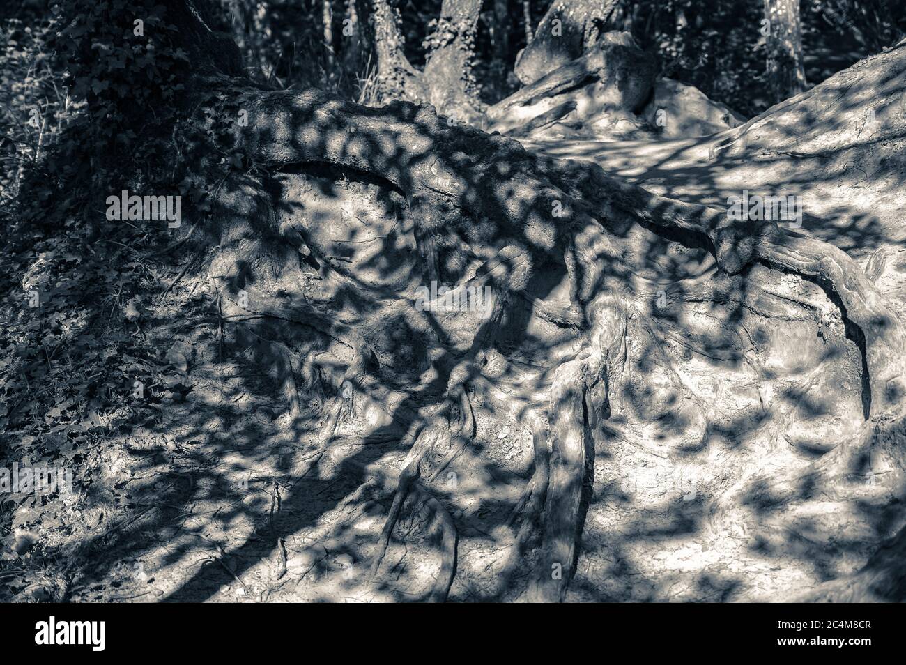 Black-and-white shot of a wide trees in the forest with long and ...