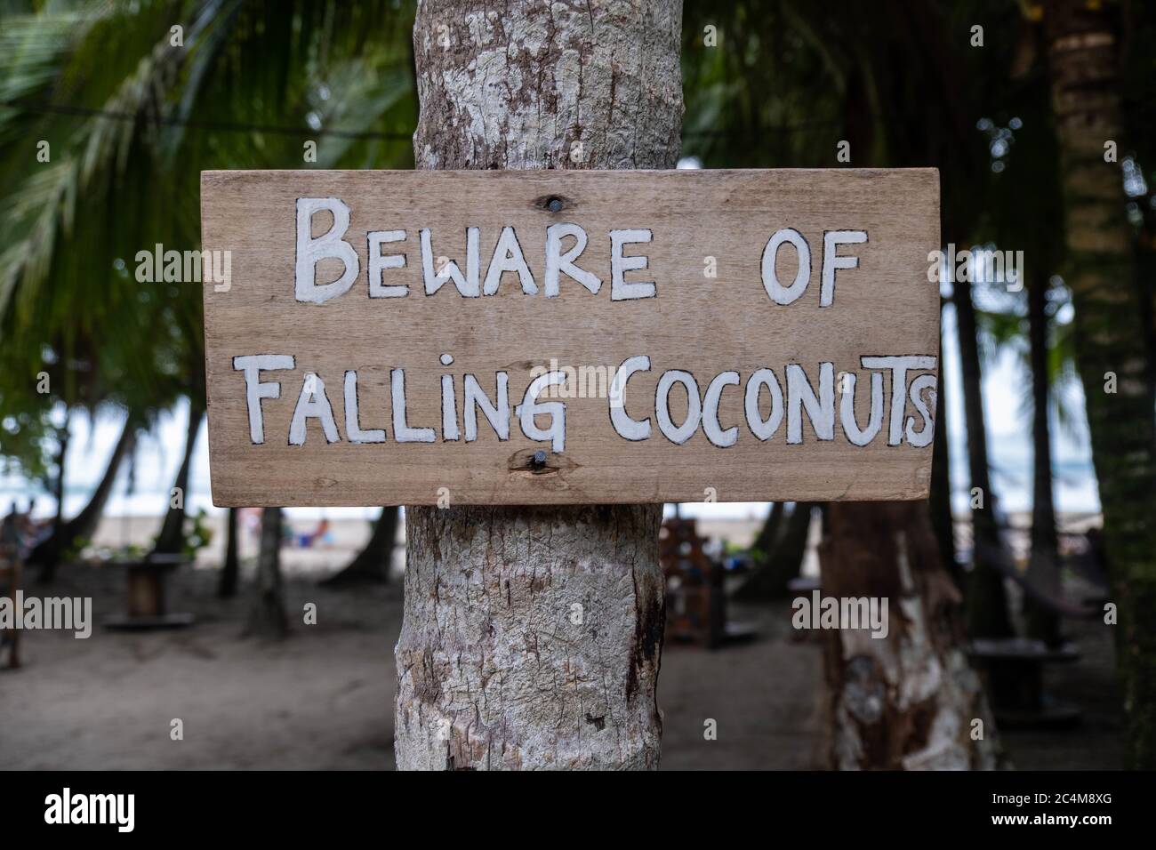 Wooden sign saying "Beware of Falling Coconuts" on the trunk of a tree ...