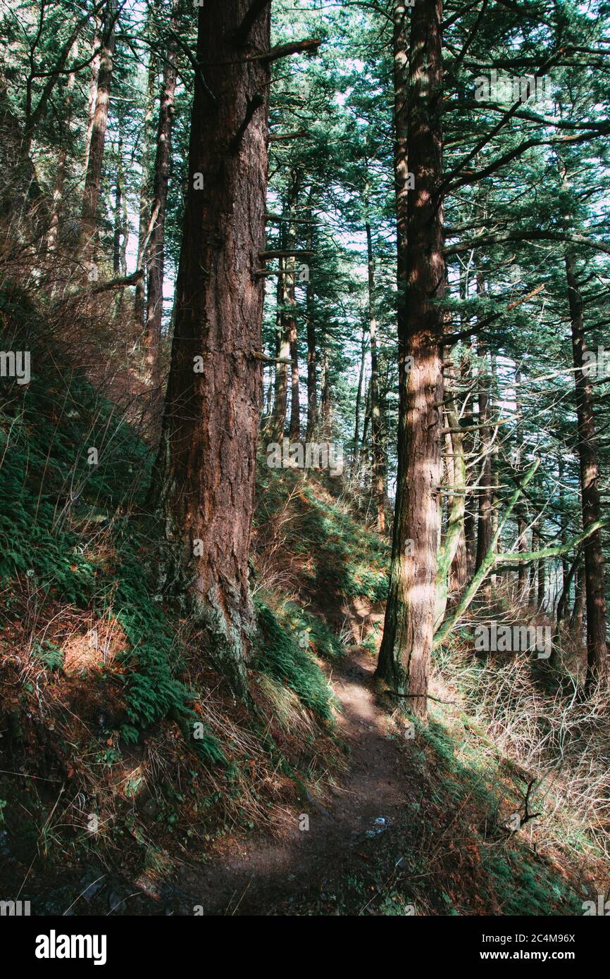 Vertical shot of greenery on a forest under the sunlight at daytime ...
