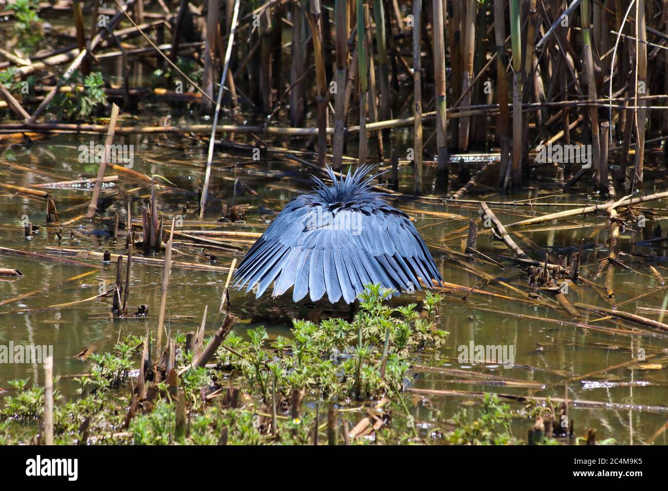 Canopy Feeding Black Egret Bird In Lake (Egretta ardesiaca Stock Photo ...