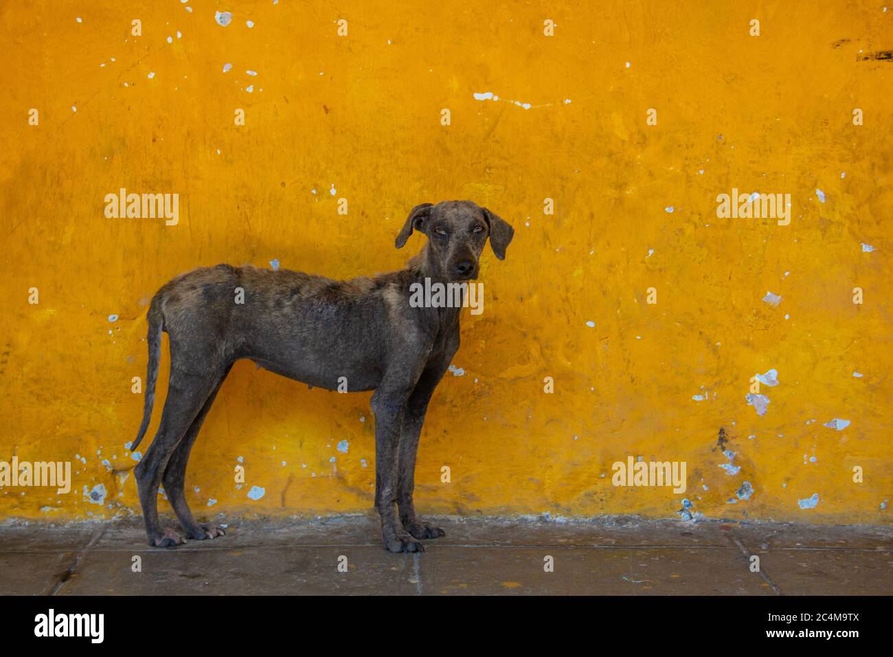 Grey thin stray dog standing in front of a yellow damaged wall on a ...