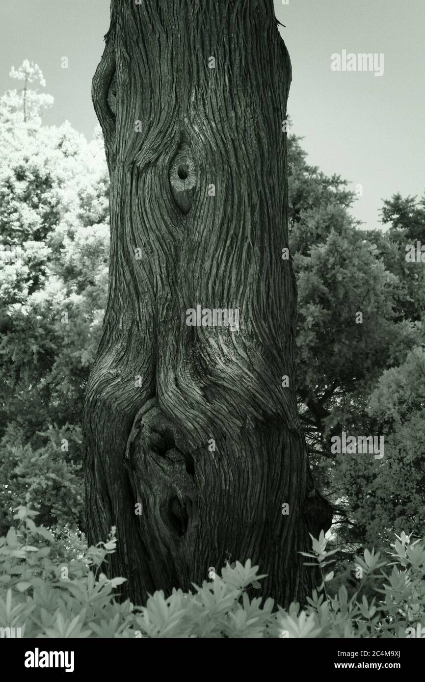 Limbless tree trunk hi-res stock photography and images - Alamy