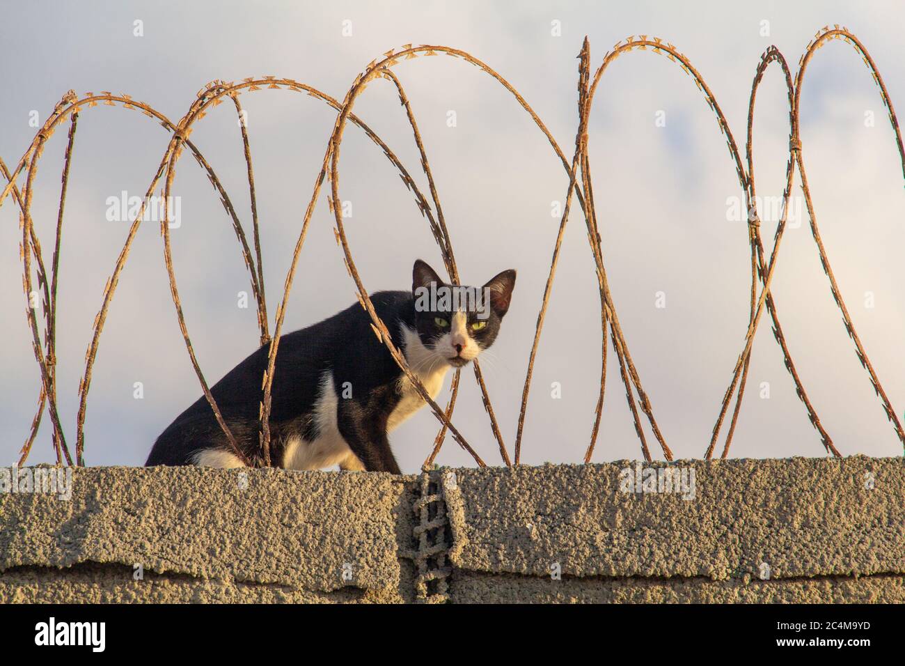 Curious black and white street cat walking through the barbed wire on ...